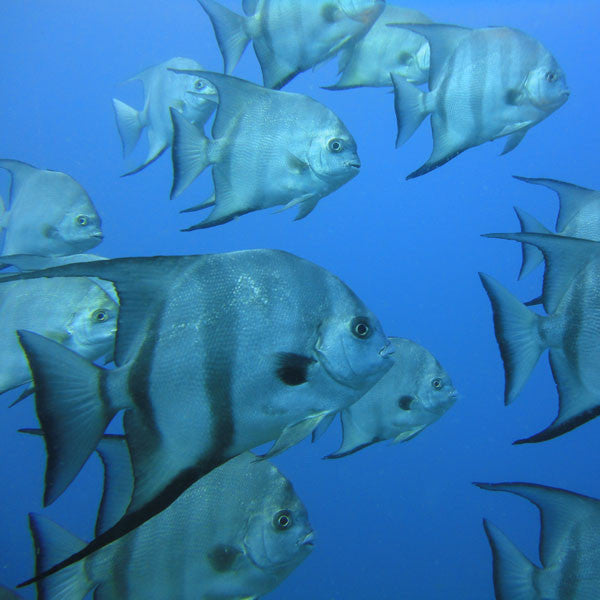 Adopt an Atlantic Spadefish | St. Augustine Aquarium